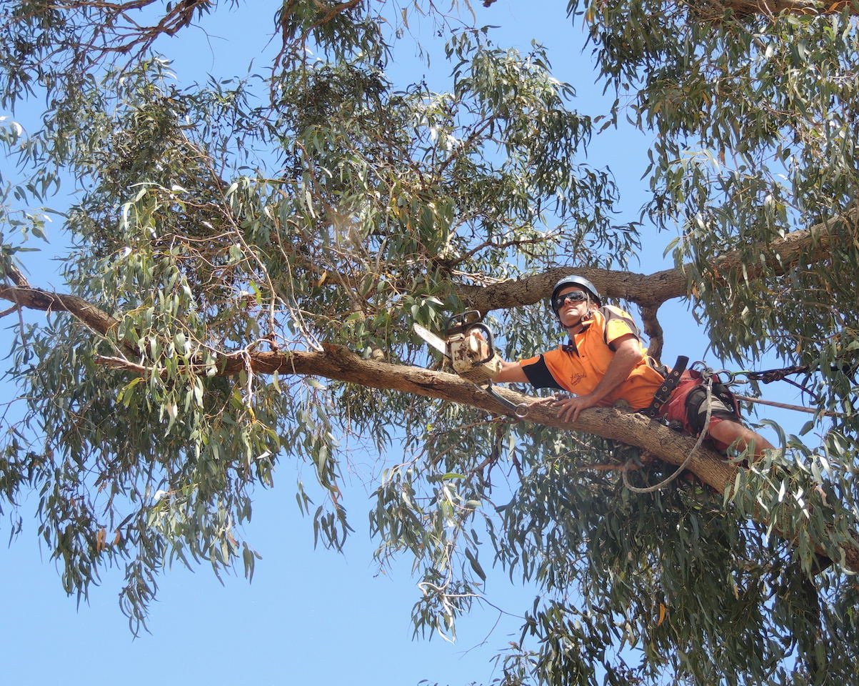 Tree Pruning Rockingham | Tree Pruning Mandurah | Tree Pruning Waroona