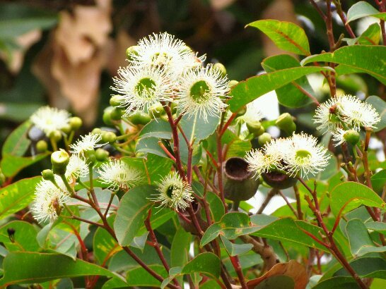 Local Tree Profile - Marri | branchingouttrees.com.au