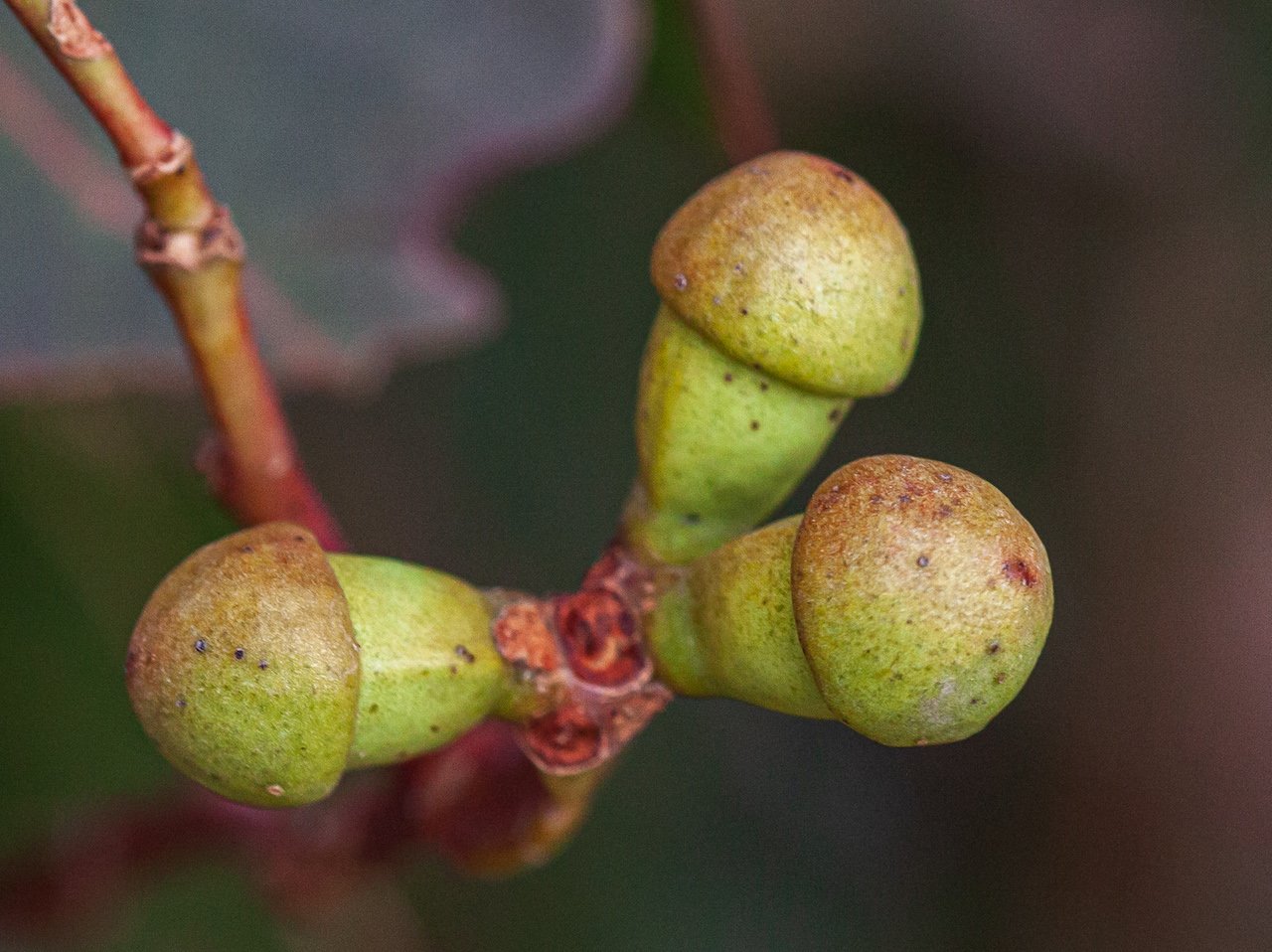 Local Tree Profile - Tuart | branchingouttrees.com.au