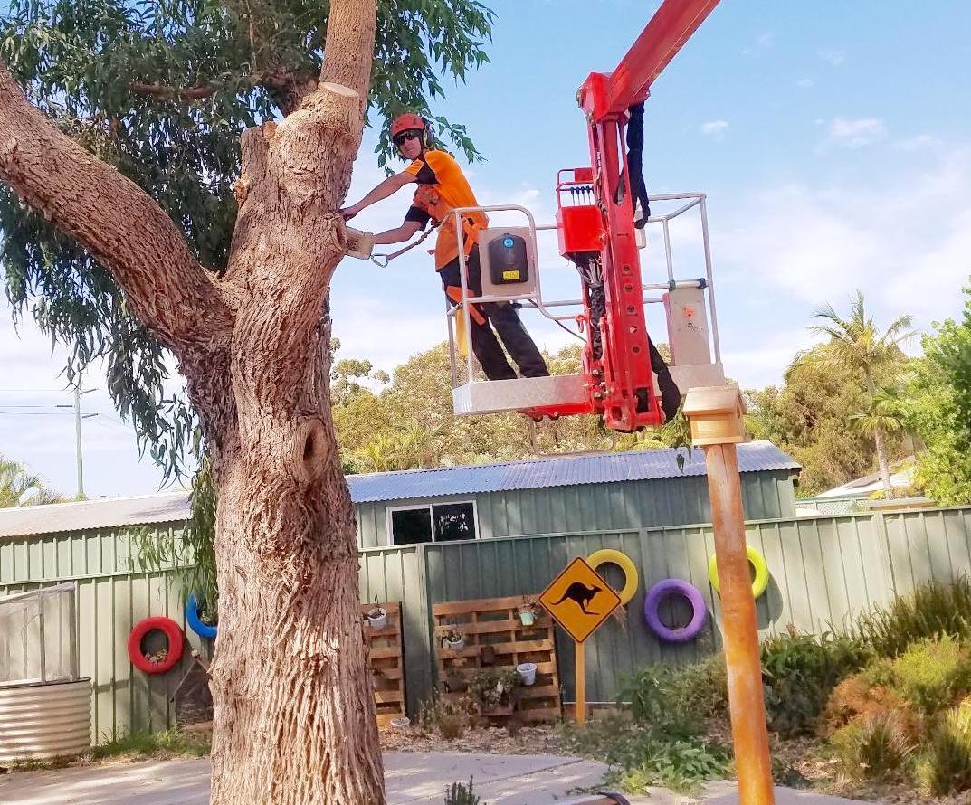 Annual Tree Audits for Schools | branchingouttrees.com.au
