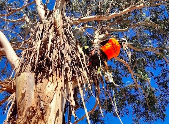 Arborist or Tree Lopper? | branchingouttrees.com.au