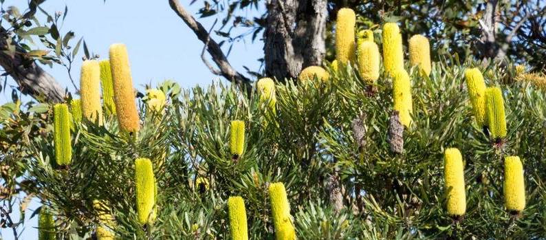 Local Tree Profile - Candlestick Banksia | branchingouttrees.com.au
