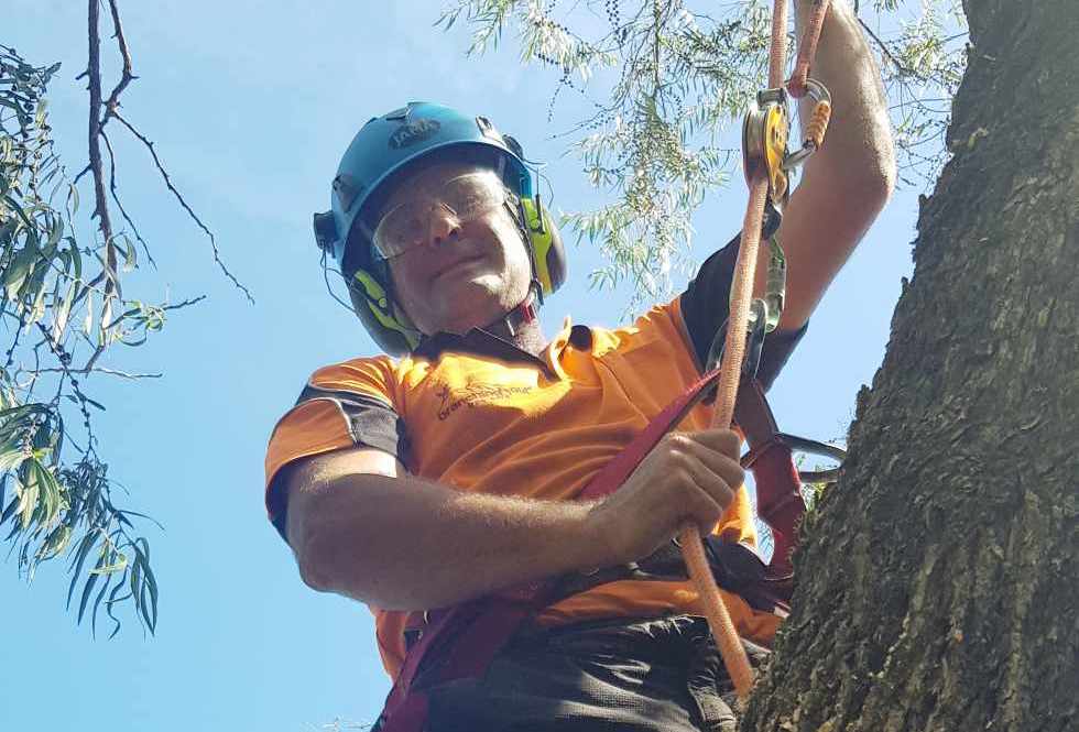 Arborist Reports Explained | branchingouttrees.com.au Arborist Reports Explained | branchingouttrees.com.au