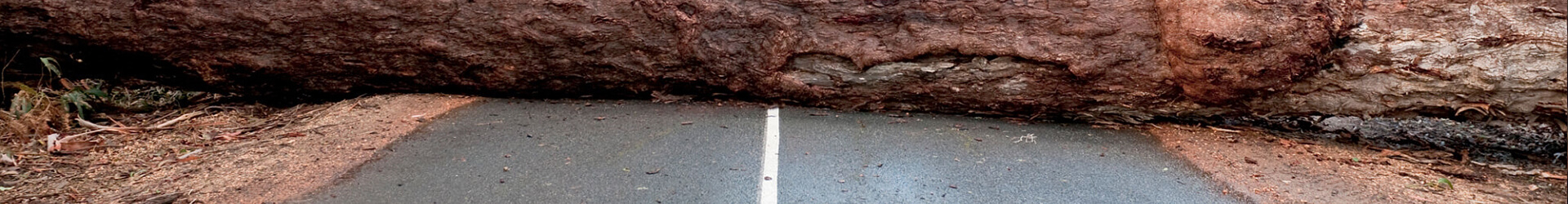 Emergency Tree Lopping Call Outs Mandurah - Ph: 0402-221-418 ...